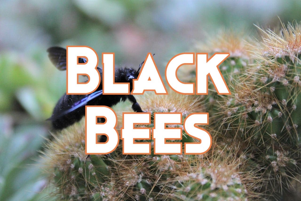 34 Types of Black Bees (Pictures And Identification Guide)