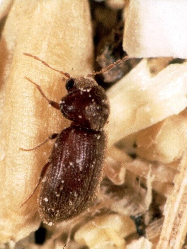 40 Tiny Brown Bugs In House (Identification Guide) - ThePetEnthusiast