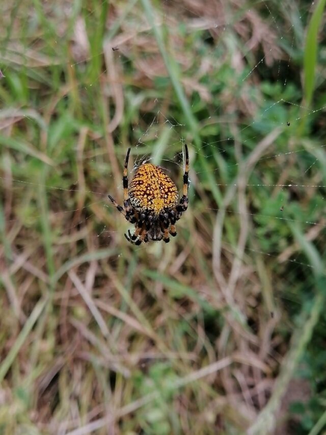 32 Common Spiders In Massachusetts (with Pictures) - ThePetEnthusiast