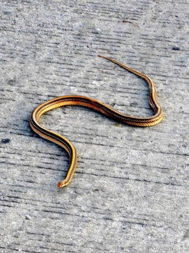 35 Black and Brown Snakes in North America - ThePetEnthusiast