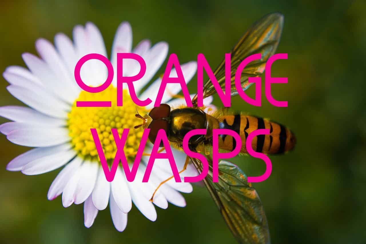 17 Orange and Black-Orange Wasps (With Pictures)