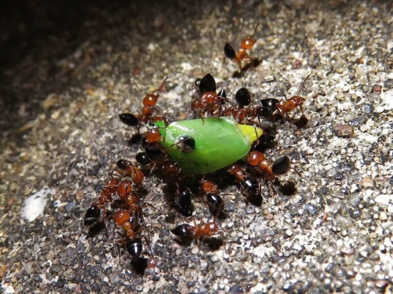 46 Black And Red Bugs in The United States (with Pictures)