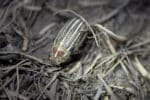 36 Common Beetles With Stripes (Pictures And Identification)
