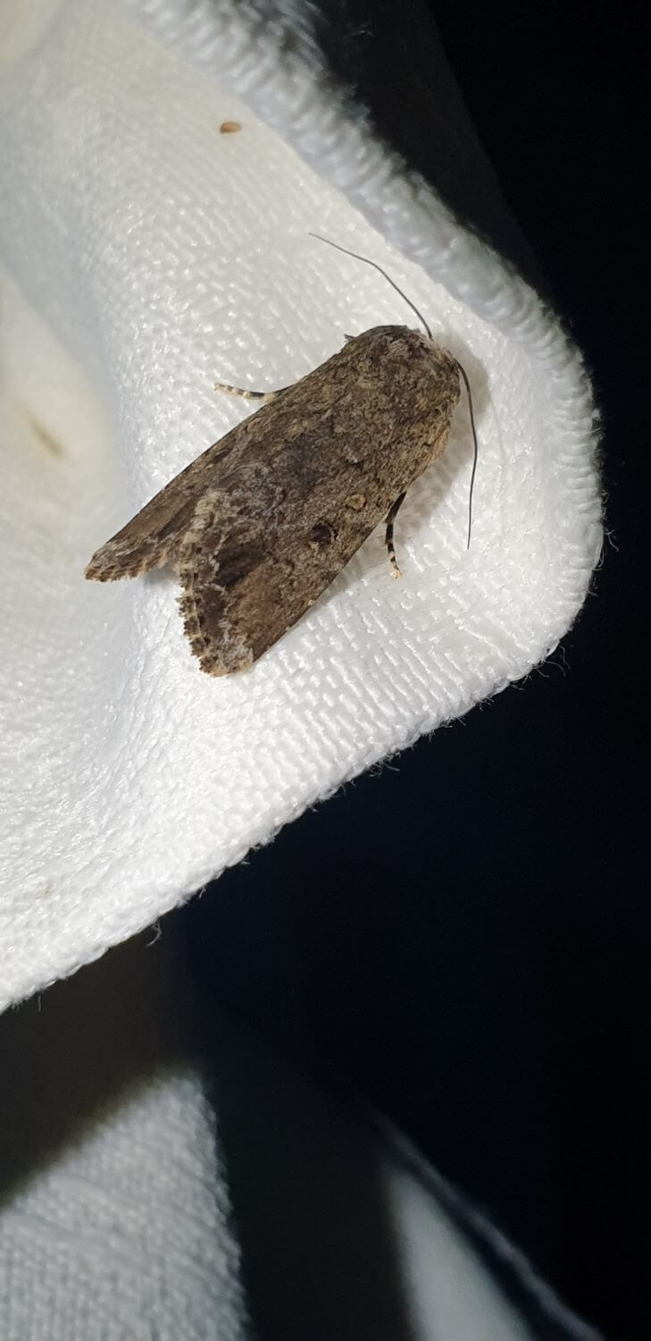 35 Butterflies and Moths That Migrate (with Pictures)