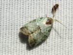28 Amazing Green Moths (Pictures and Identification)