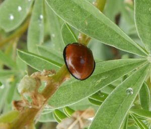 18 Stunning Red Beetles (Pictures And Identification)
