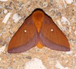 18 Stunning Pink Moths You May See (Pictures And Identification)