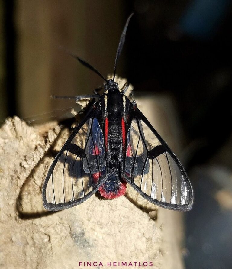 27 Butterflies and Moths With Clear Wings (with Pictures)