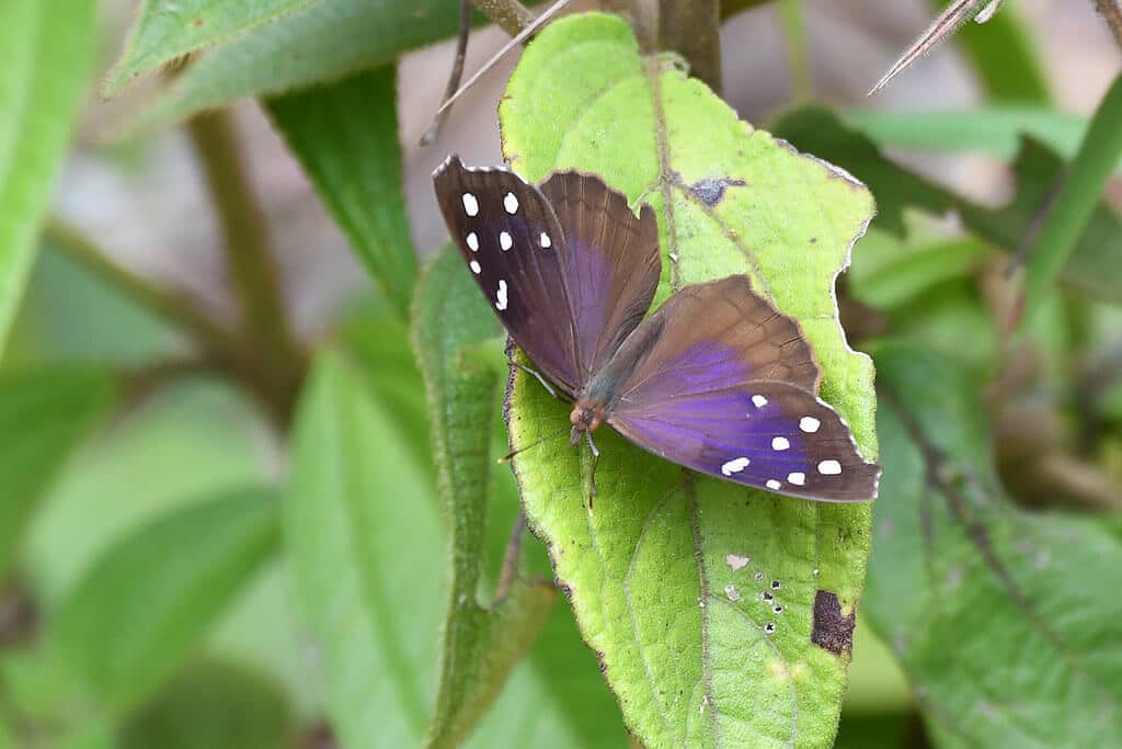 23 Amazing Purple Butterflies in The World (with Pictures)