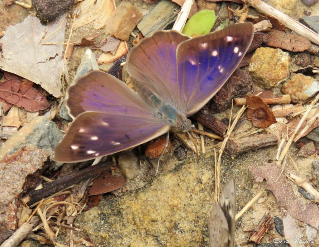 13 Types of Purple Butterflies (Pictures And Identification)