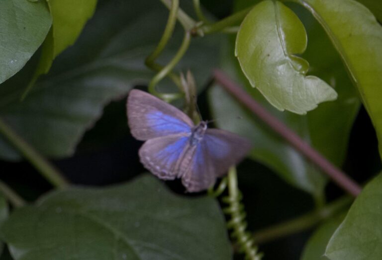 13 Types of Purple Butterflies (Pictures And Identification)