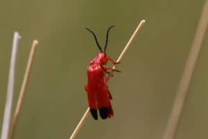 18 Stunning Red Beetles (Pictures And Identification)