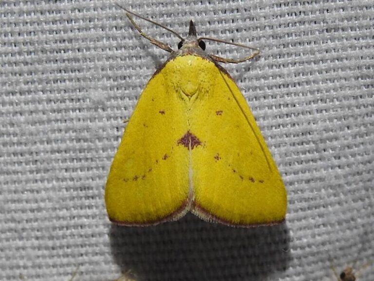 44 Types of Yellow Moths (Pictures And Identification)