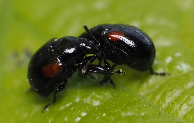 36 Types of Black and Red Beetles (with Pictures)