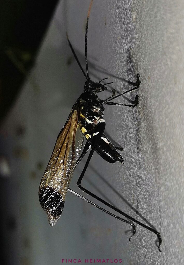 9 Bugs That Look Like Wasps (Pictures and Identification)