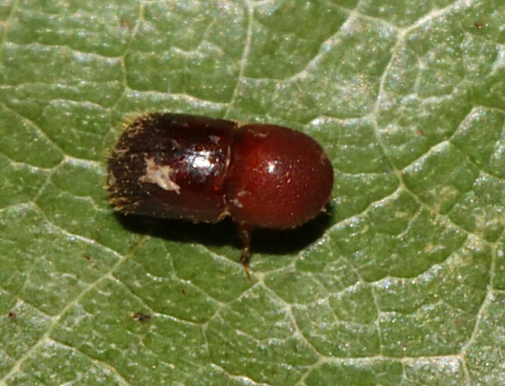 18 Stunning Red Beetles (Pictures And Identification)