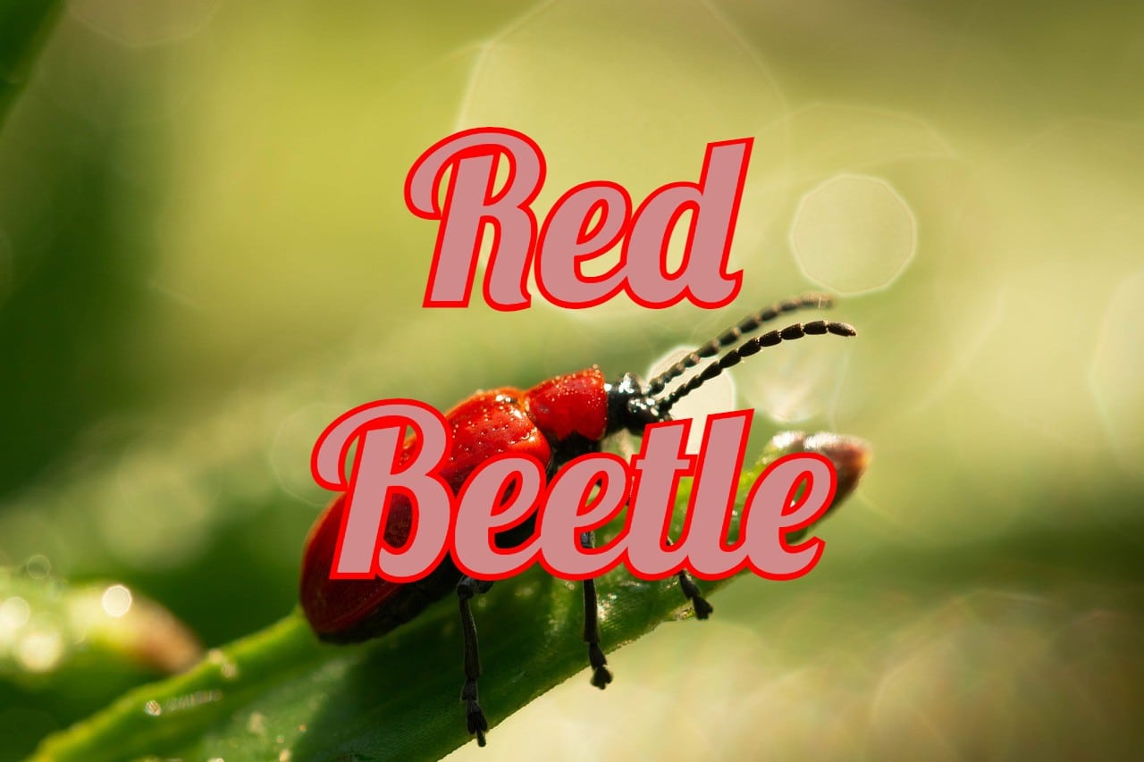 18 Stunning Red Beetles (Pictures And Identification)