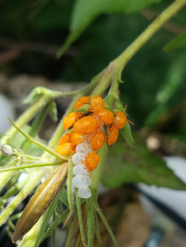 18 Tiny Yellow Bugs You May Encounter (with Pictures)