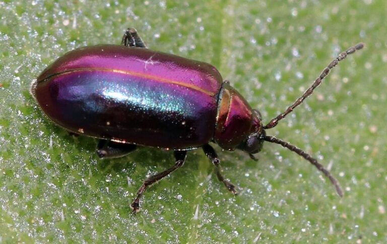 16 Types of Purple Beetles (Pictures And Identification)
