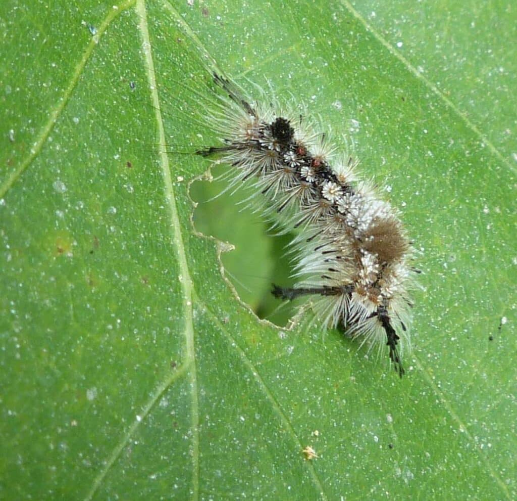 27 White Caterpillars (Pictures And Identification Guide)