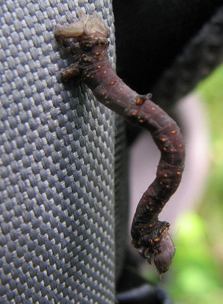 34 Brown Caterpillars of North America (Pictures And Identification)