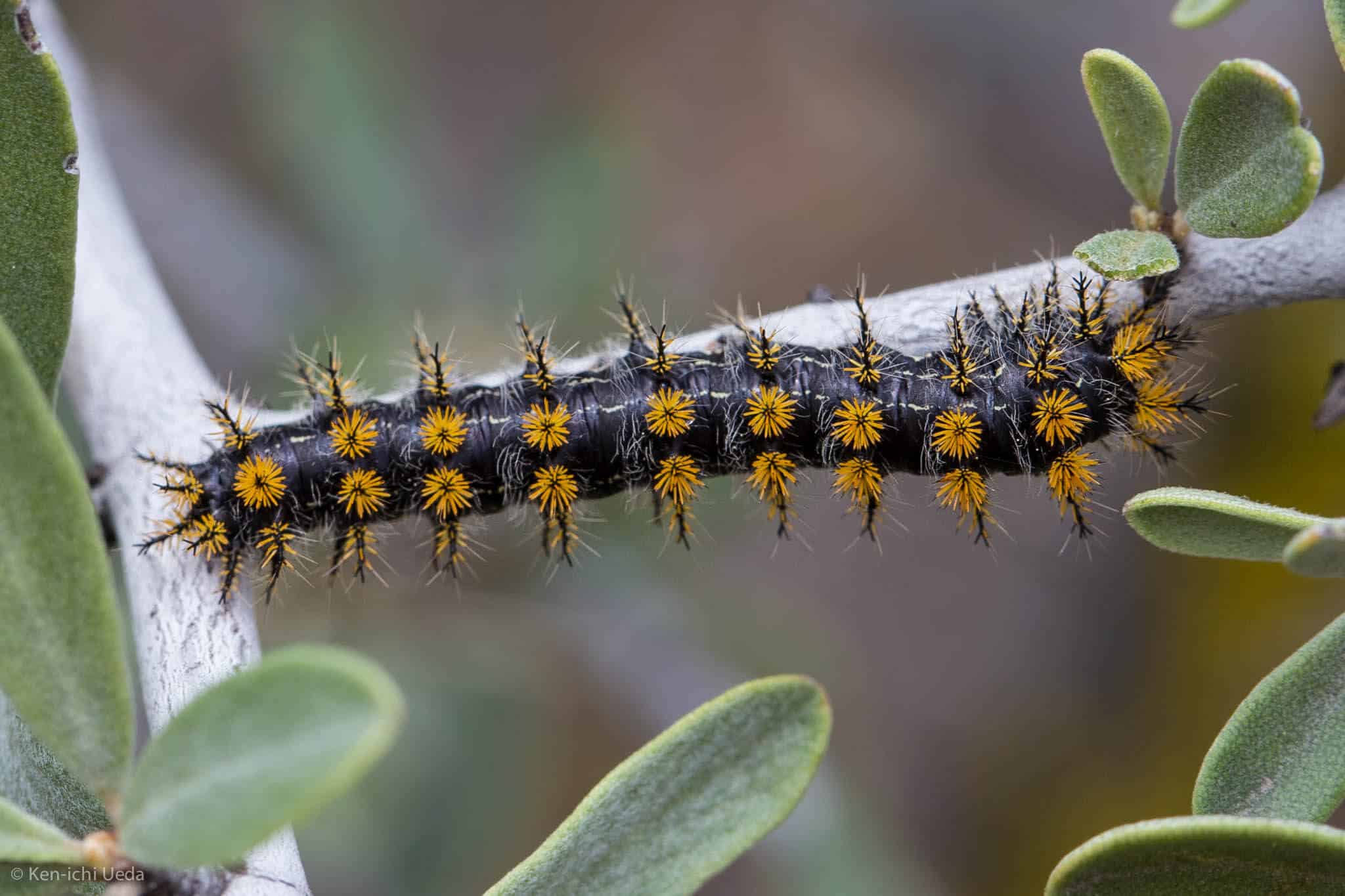 38 Orange and Black Caterpillars (Pictures And Identification)