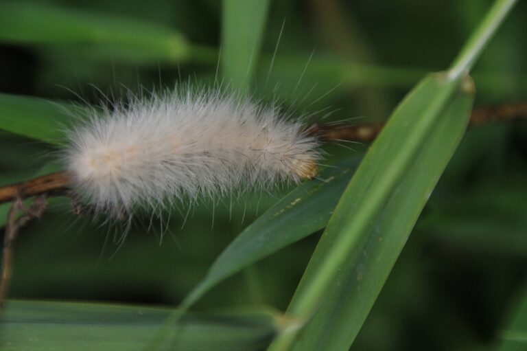 27 White Caterpillars (Pictures And Identification Guide)