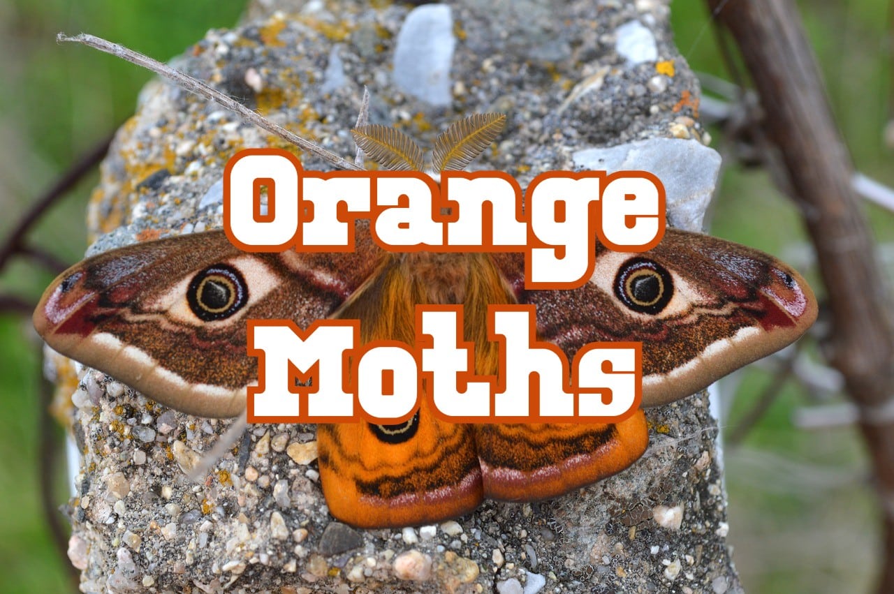 Orange Moth Species