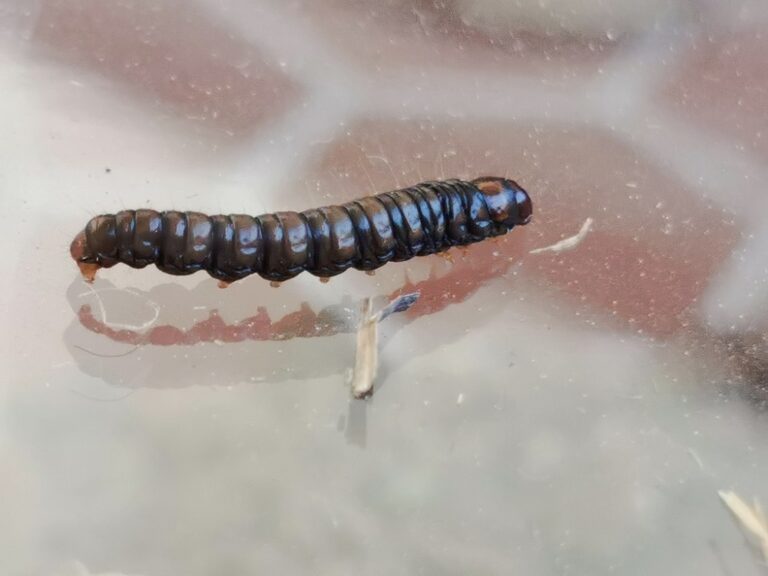 57 Types of Black Caterpillars (Pictures And Identification)