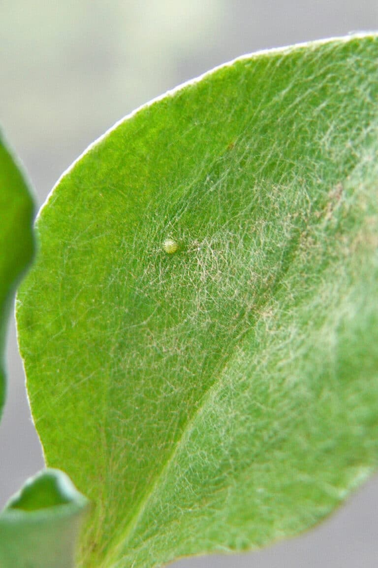 Butterfly Eggs: Life Cycle, Laying, Hatching, Identification, & More