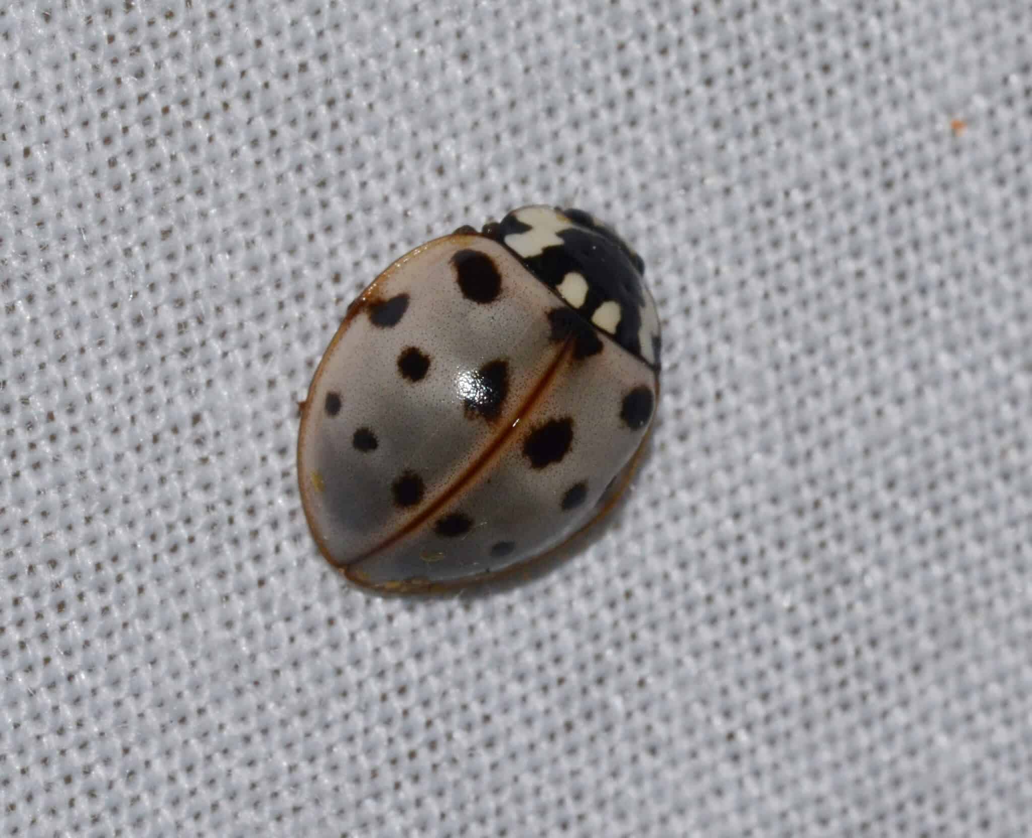 17 White Beetles You May See (Pictures And Identification)