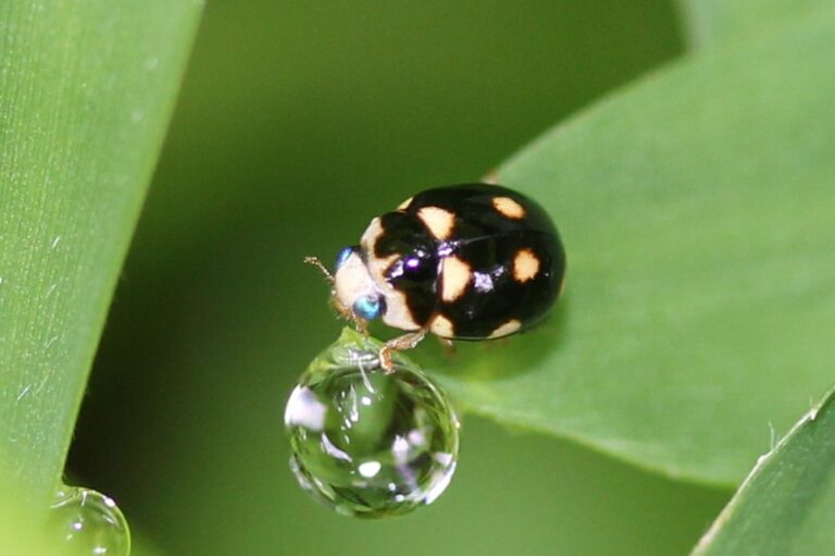 54 Types of Ladybugs (Pictures And Identification Guides)
