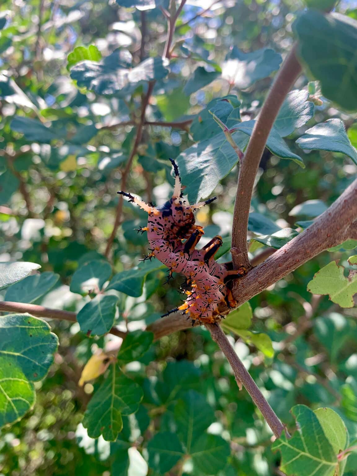 15 Vivid Red Caterpillars (Pictures And Identification)