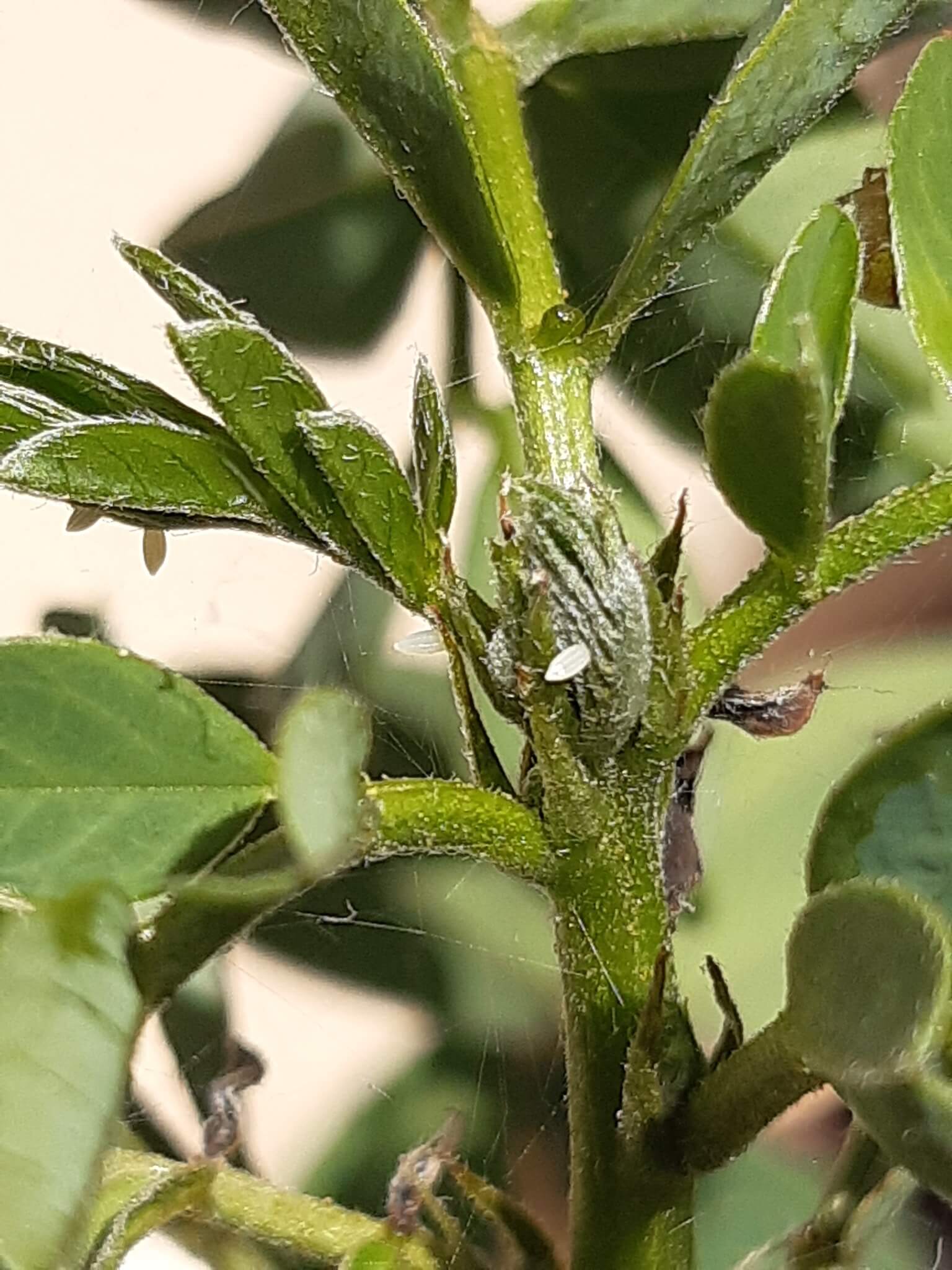 Butterfly Eggs: Life Cycle, Laying, Hatching, Identification, & More