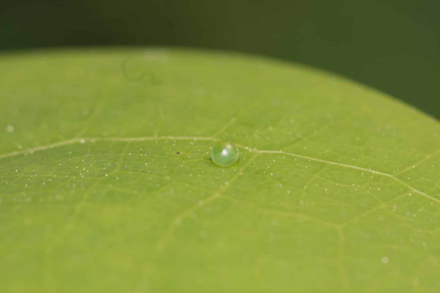 Butterfly Eggs: Life Cycle, Laying, Hatching, Identification, & More