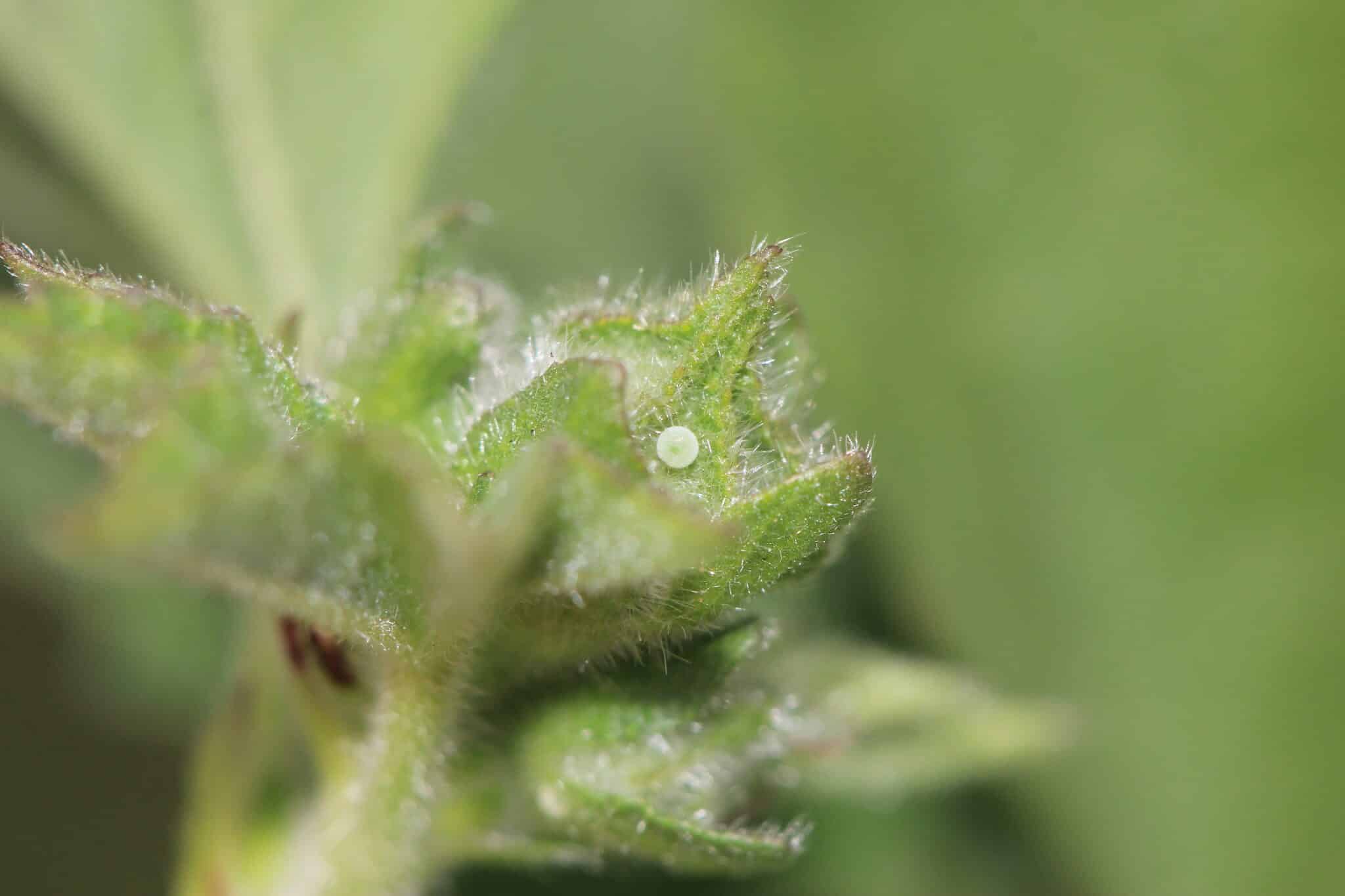 Butterfly Eggs: Life Cycle, Laying, Hatching, Identification, & More