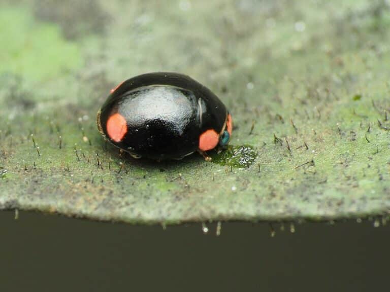 54 Types of Ladybugs (Pictures And Identification Guides)