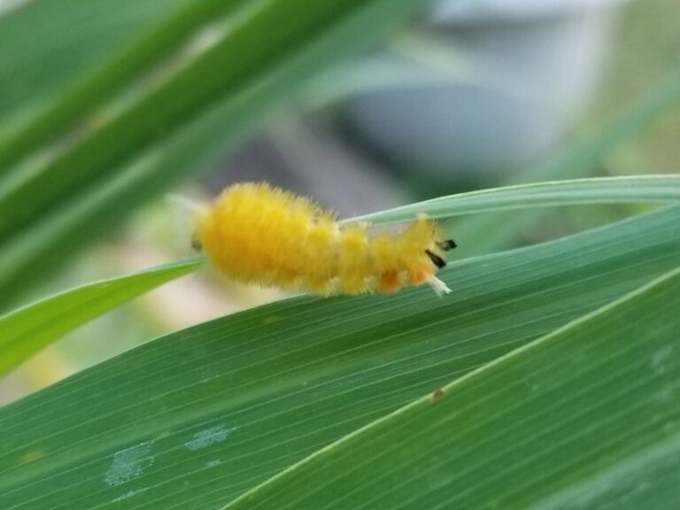 39 Common Yellow Caterpillars (Pictures And Identification)