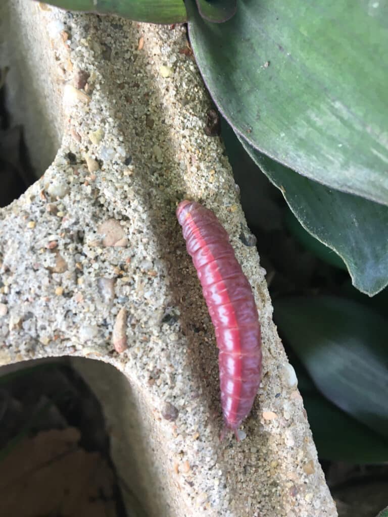 15 Vivid Red Caterpillars (Pictures And Identification)