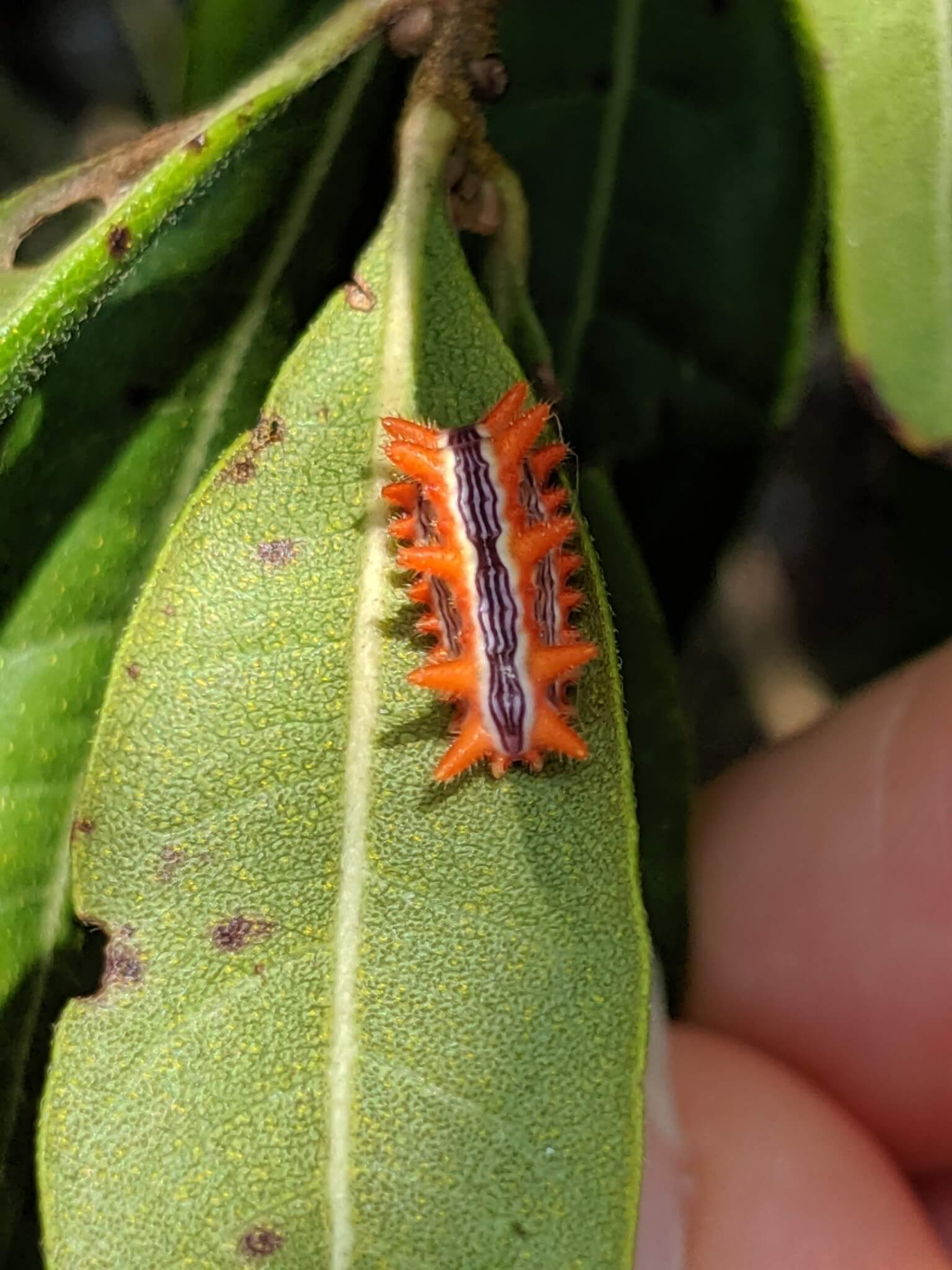 15 Vivid Red Caterpillars (Pictures And Identification)