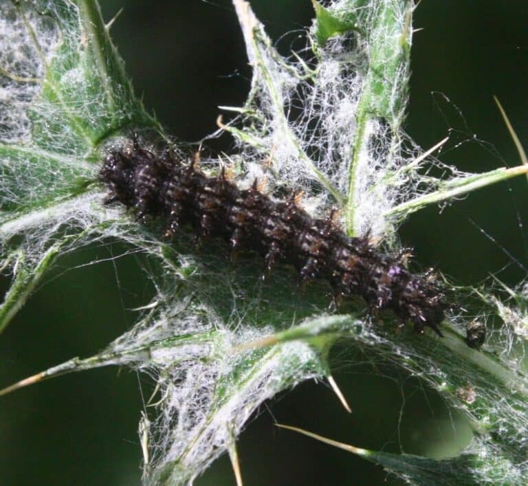 42 Caterpillars in California (Pictures and Identification)