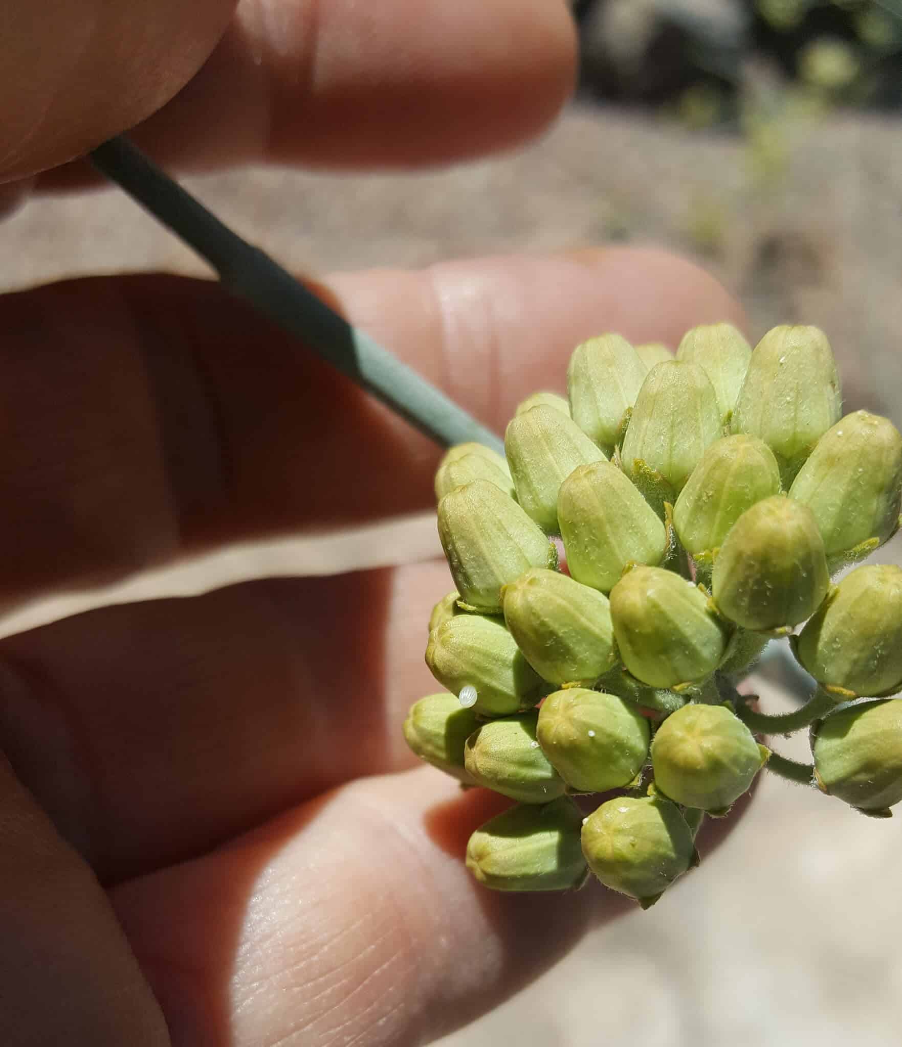 Butterfly Eggs: Life Cycle, Laying, Hatching, Identification, & More