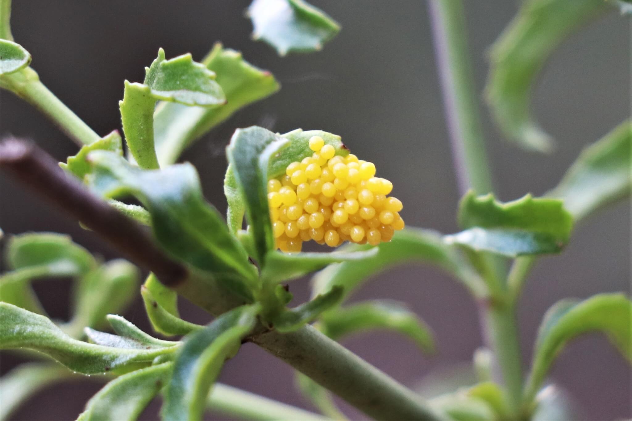 Butterfly Eggs: Life Cycle, Laying, Hatching, Identification, & More