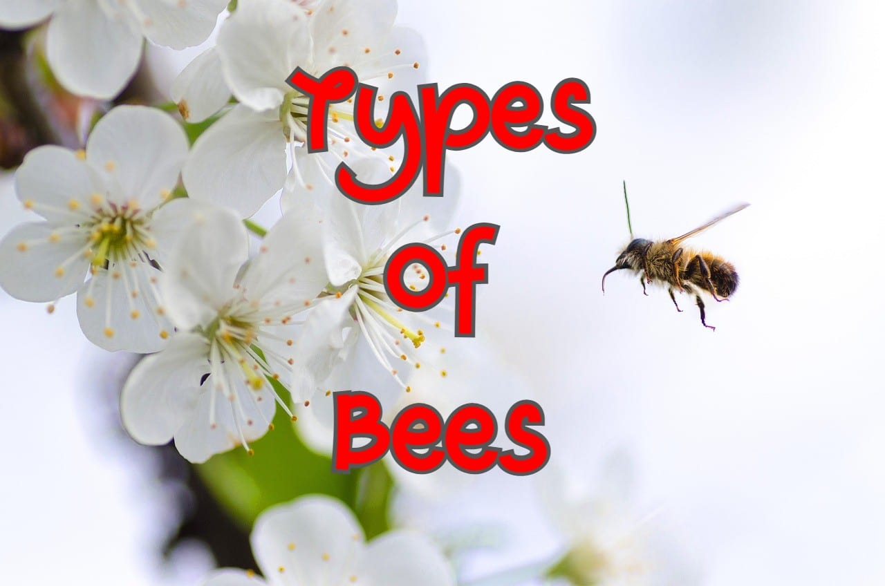 60 Common Types of Bees (Pictures And Identification)