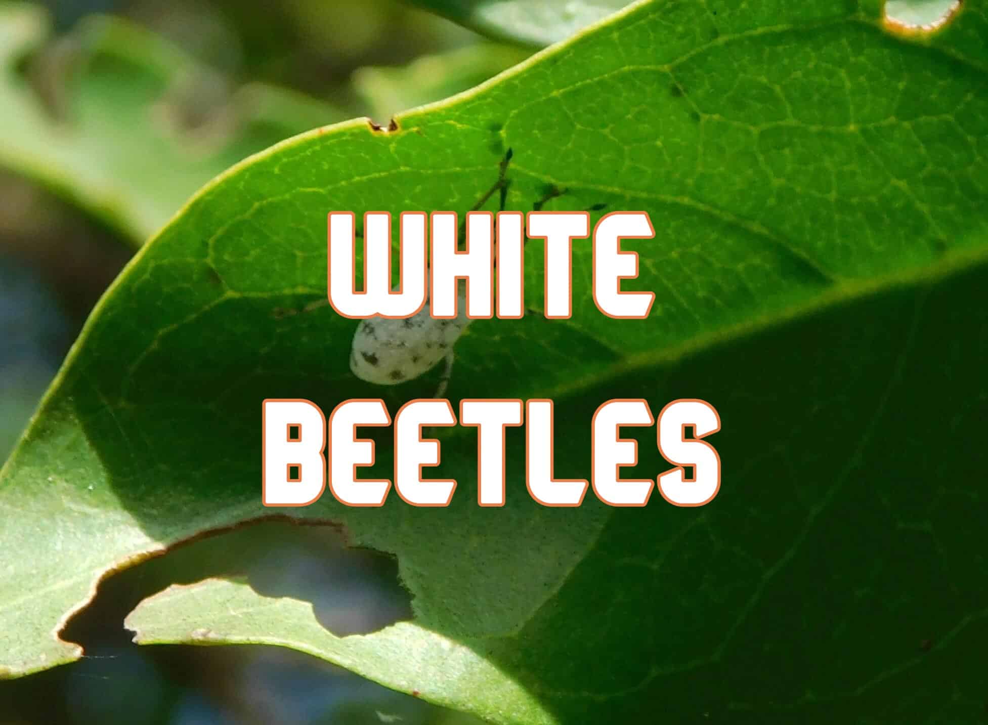17 White Beetles You May See (Pictures And Identification)
