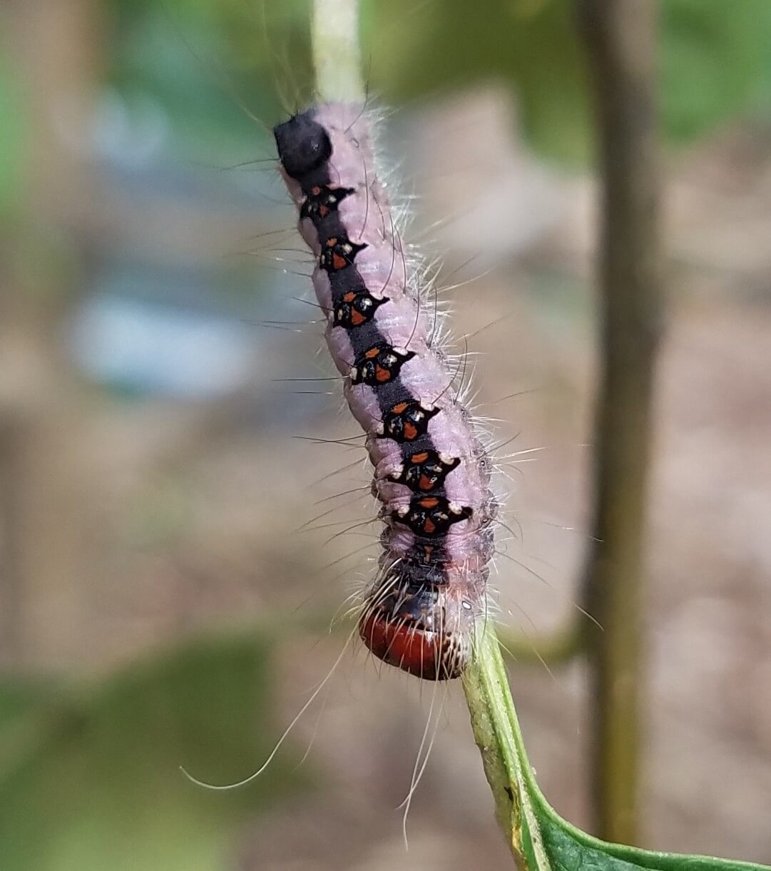 48 Hairy, Fuzzy, Furry Caterpillars You May See (with Pictures)