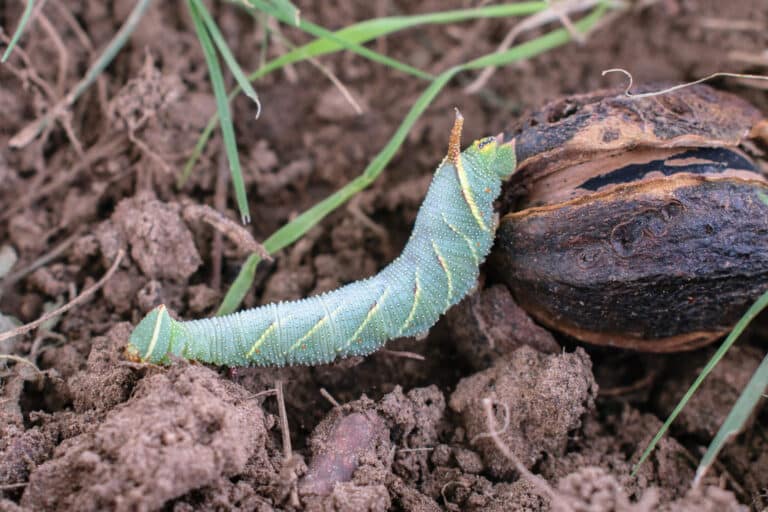 15 Types of Blue Caterpillars (Pictures And Identification)