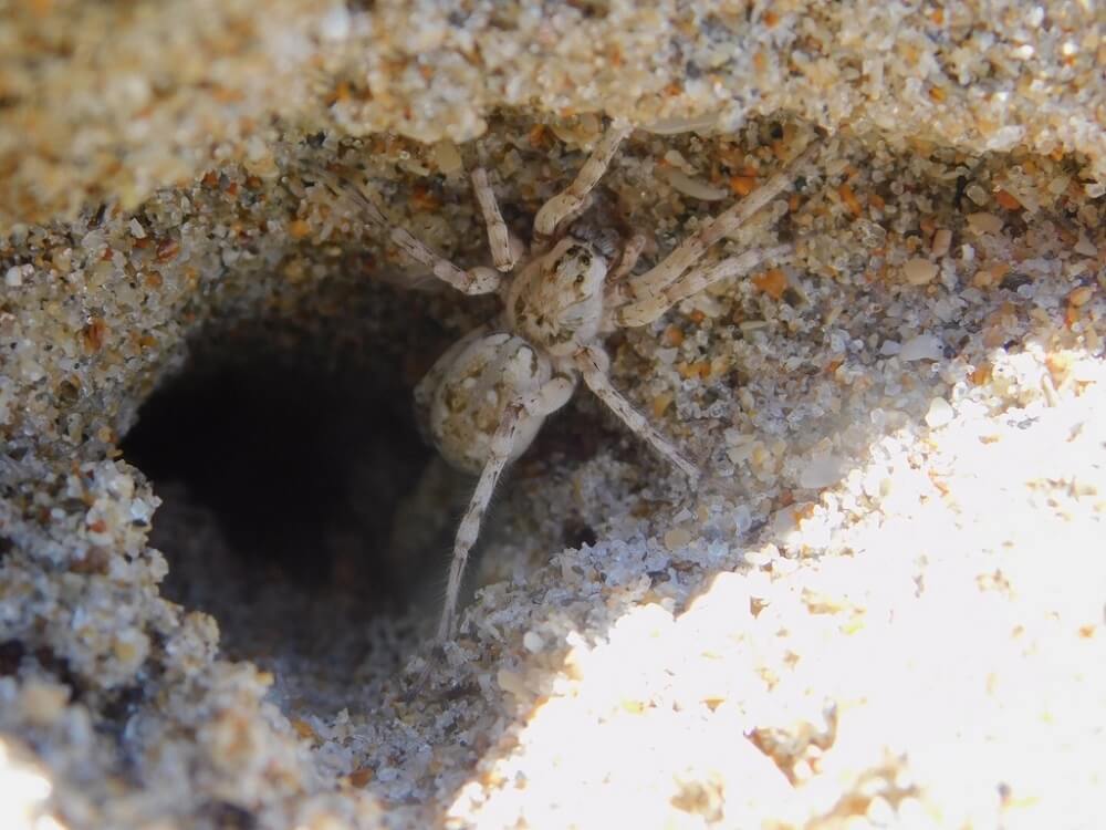 23 Common Bugs on The Beach (& How to Keep Them Away)