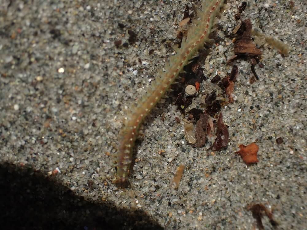 23 Common Bugs on The Beach (& How to Keep Them Away)