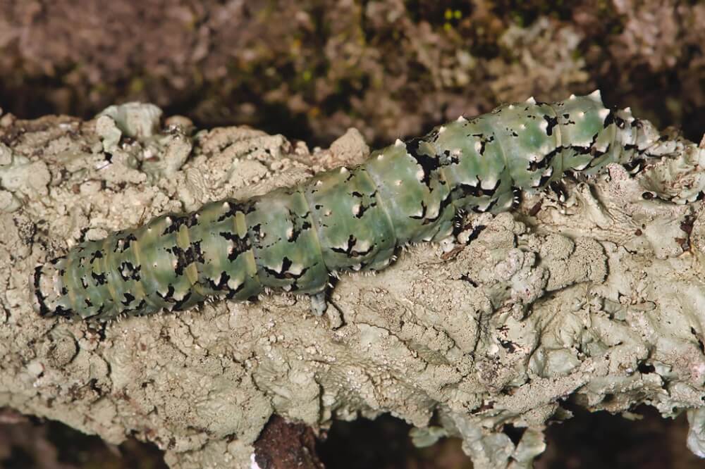 15 Types of Blue Caterpillars (Pictures And Identification)